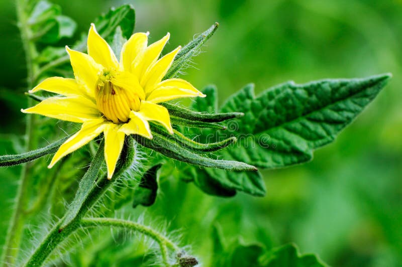 Flor del tomate que sopla imagen de archivo. Imagen de flor - 21247683