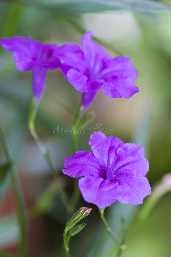 Flor Del Tuberosa De Ruellia Imagen de archivo - Imagen de vendimia ...
