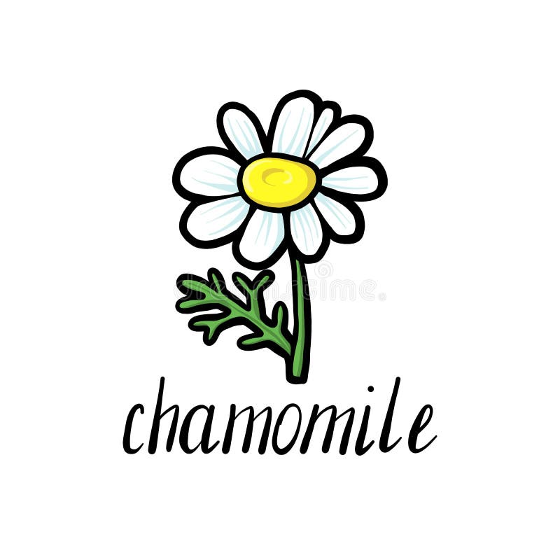Flor Del Vector De La Manzanilla Ilustración del Vector - Ilustración ...