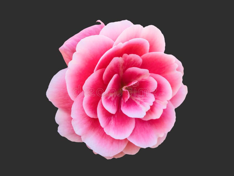 Flor delicada de las rosas imagen de archivo. Imagen de flores - 45553273