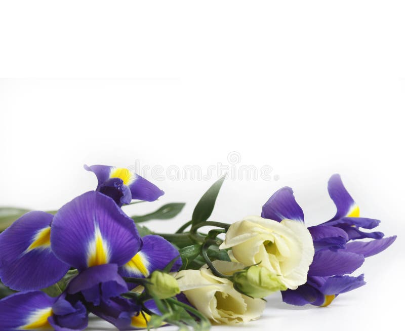 Flor delicada en un blanco imagen de archivo. Imagen de hojas - 11472877