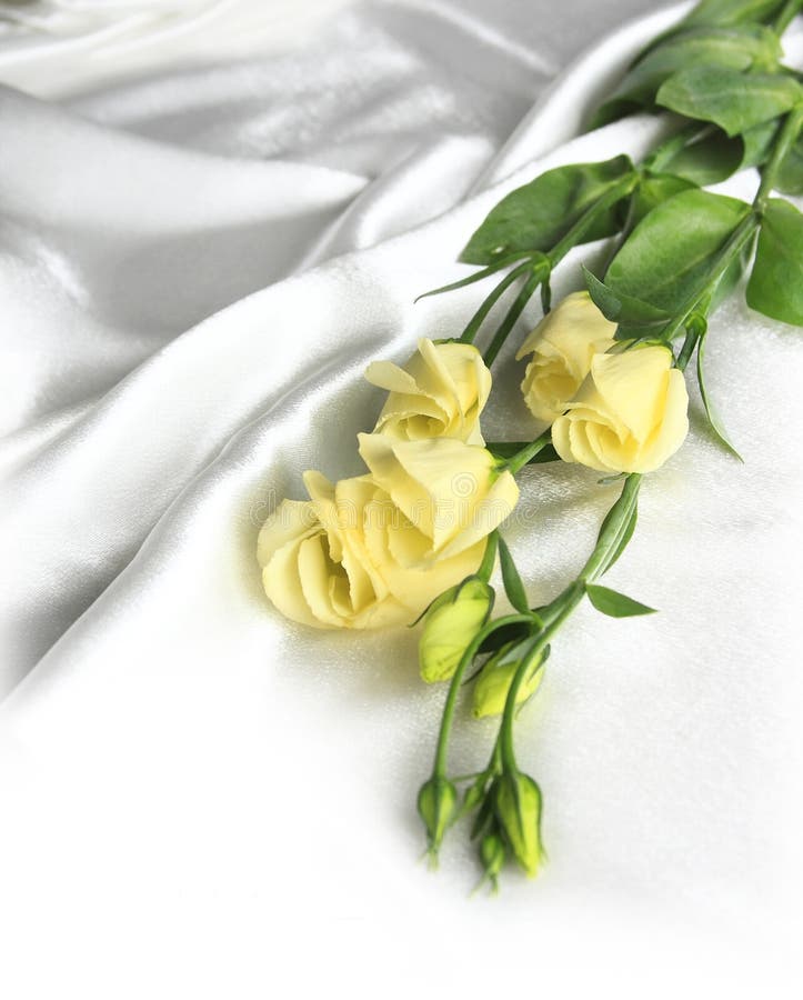 Flor delicada en un blanco imagen de archivo. Imagen de fondo - 11472895