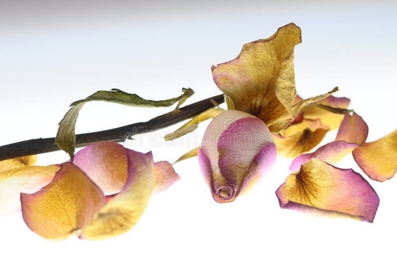 Flor desvanecida de Rosa imagem de stock. Imagem de flor - 38096937