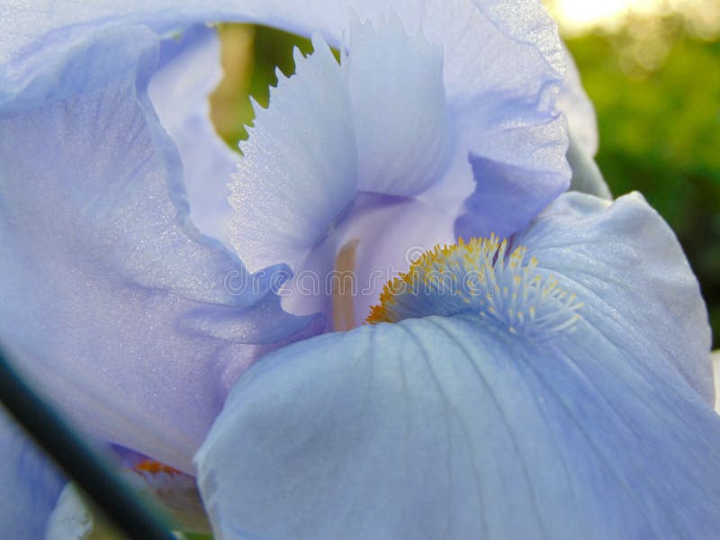 Flor divina azul claro foto de archivo. Imagen de divino - 248197610