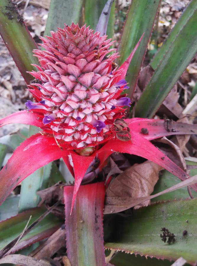 Flor do abacaxi imagem de stock. Imagem de tropical - 136672109