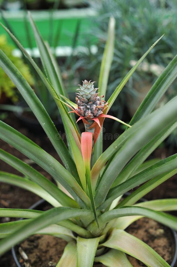 Flor Do Abacaxi Fotos De Stock - Baixe 4,126 Fotos Royalty Free