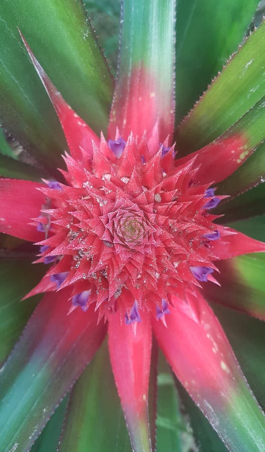 Flor do abacaxi imagem de stock. Imagem de tropical - 136672109