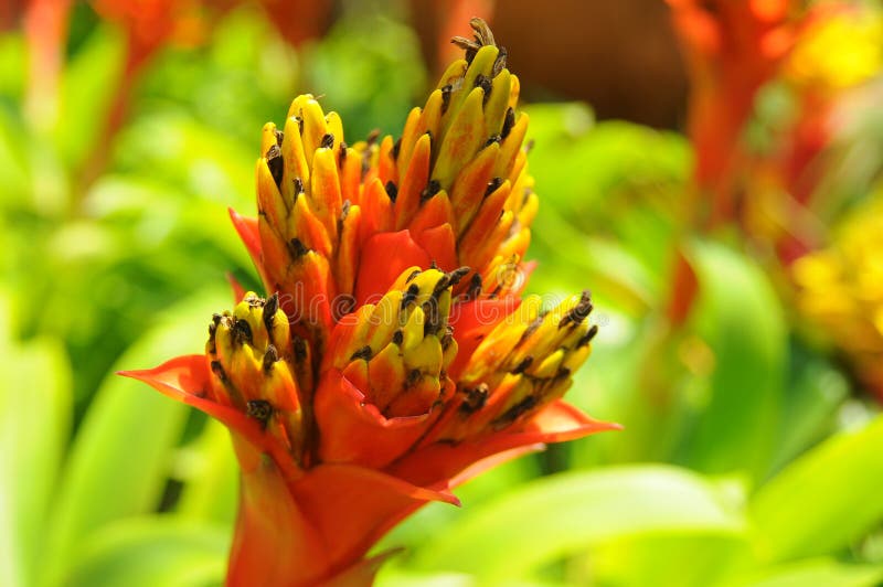 Flor do abacaxi imagem de stock. Imagem de verde, vermelho - 20883589