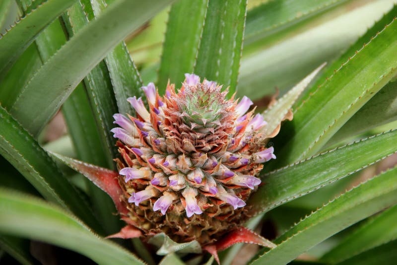 Flor do abacaxi foto de stock. Imagem de outdoor, naughty - 32256130