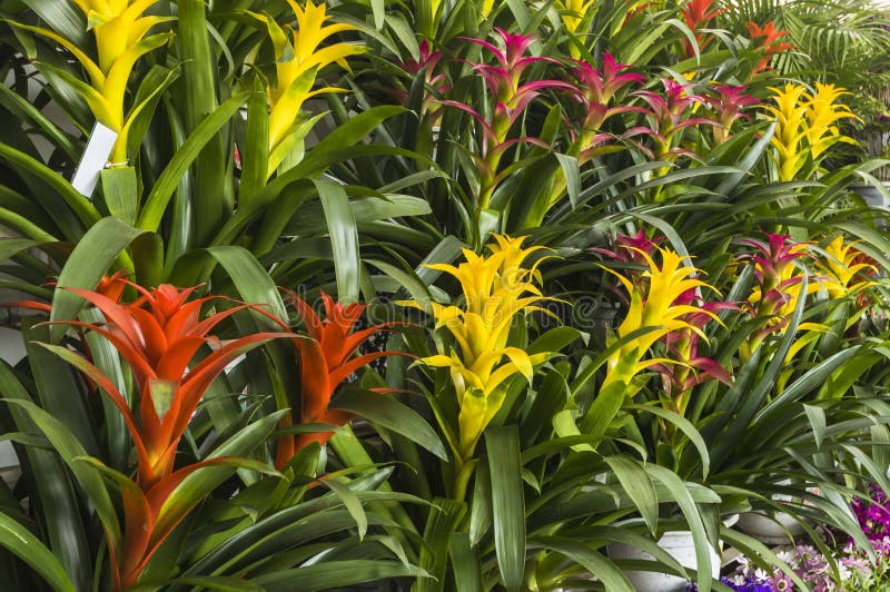 Flor do abacaxi foto de stock. Imagem de arbusto, flores - 52006544