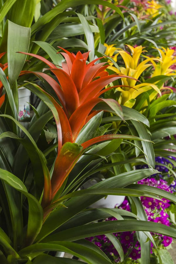 Flor do abacaxi foto de stock. Imagem de plantas, brilhante - 52006532
