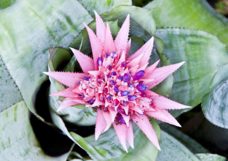 Flor do abacaxi foto de stock. Imagem de macro, jardim - 21693916