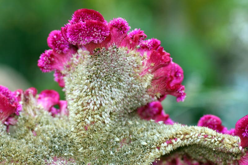 Flor do amaranto - detalhe foto de stock. Imagem de pétalas - 22641142