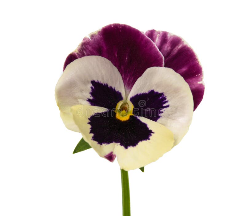 Flor do amor perfeito foto de stock. Imagem de flor, floral - 32399844