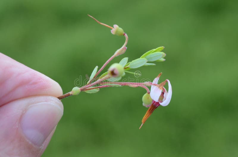 Flor do arando imagem de stock. Imagem de agricultura - 31947107