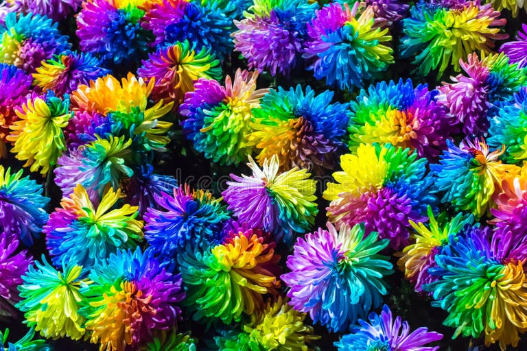 Flor Do Arco-íris Do Crisântemo Imagem de Stock - Imagem de roxo ...