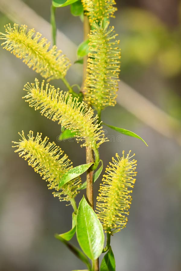 Flor do salgueiro foto de stock. Imagem de flora, mola - 16056942