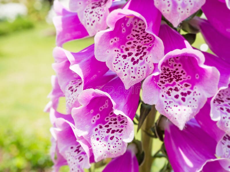 Flor do boca-de-lobo imagem de stock. Imagem de fazenda - 70122309