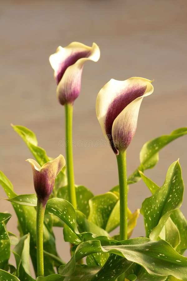 Flor do Calla foto de stock. Imagem de bonito, flor, jardim - 23066754