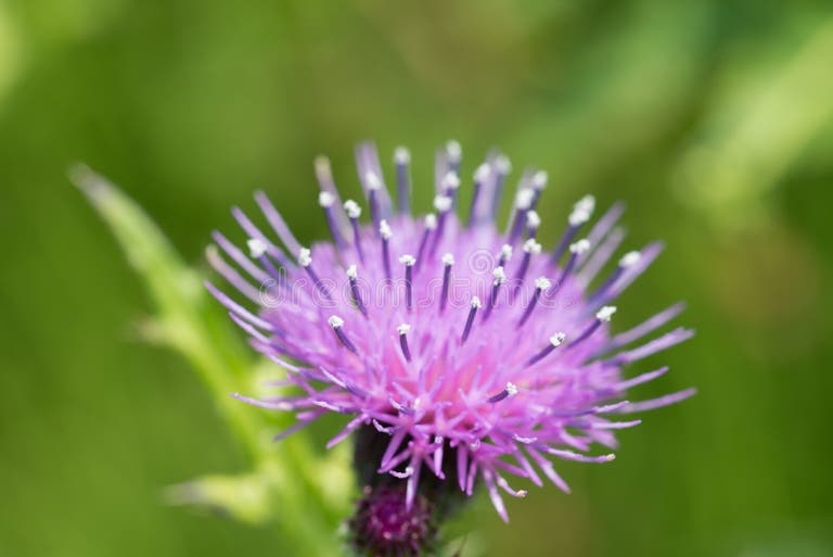 Flor do cardo imagem de stock. Imagem de beleza, macro - 33716007