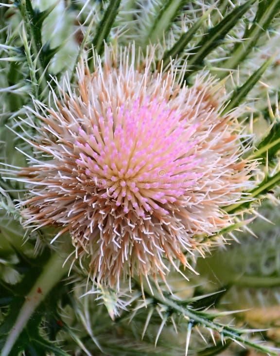 Flor do cardo imagem de stock. Imagem de flora, flor - 54817959
