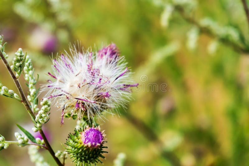 Flor Do Cardo (crispus Do Carduus) Imagem de Stock - Imagem de prado ...