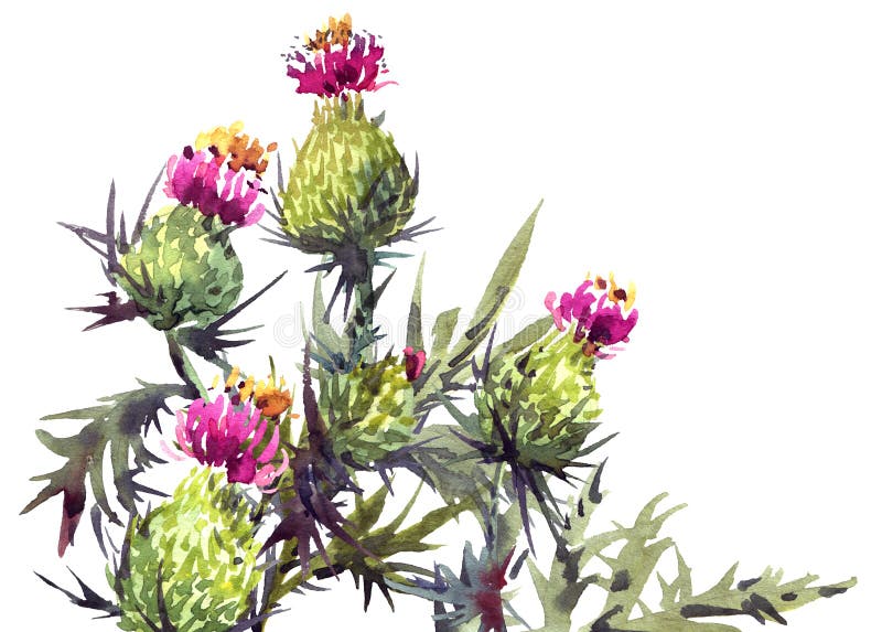 Flor do cardo da aquarela ilustração stock. Ilustração de oferta ...