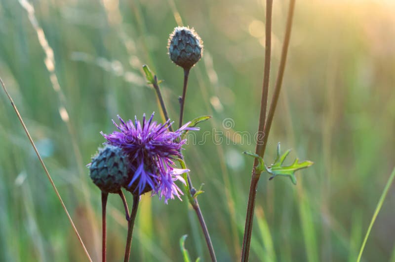 Flor Do Cardo De Campo, Flor No Backlighting, Flor Selvagem Do Campo Do ...
