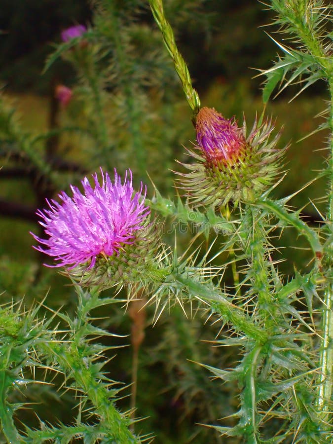 Flor Do Cardo De Leite E Planta, Flor Vermelha, Planta Medicinal Imagem ...