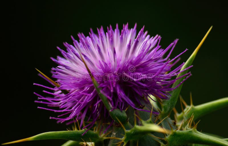 Flor Do Cardo De Leite, Marianum Do Silybum Imagem de Stock - Imagem de ...