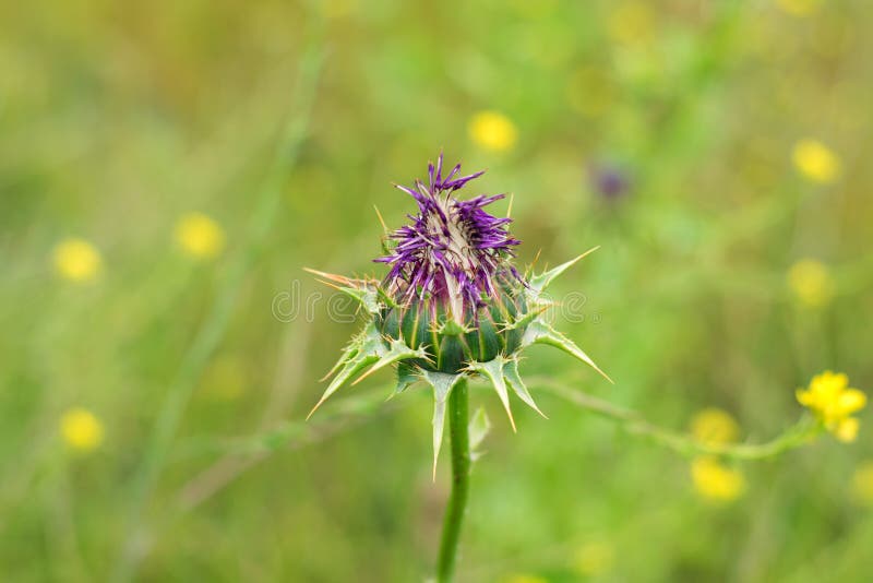 Flor do cardo na flor foto de stock. Imagem de pântano - 71001652