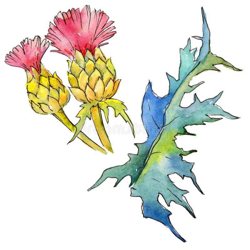 Flor Do Cardo Do Wildflower Em Um Estilo Da Aquarela Isolada Ilustração ...