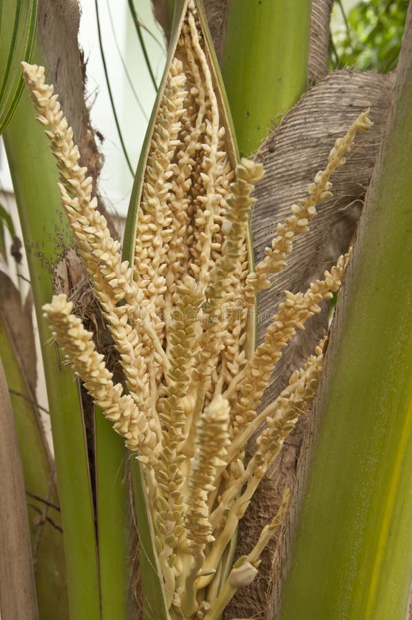 Flor de coco imagem de stock. Imagem de coco, exterior - 183499169
