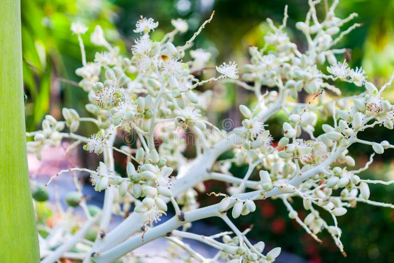Flor do coco foto de stock. Imagem de semente, folhagem - 44525836