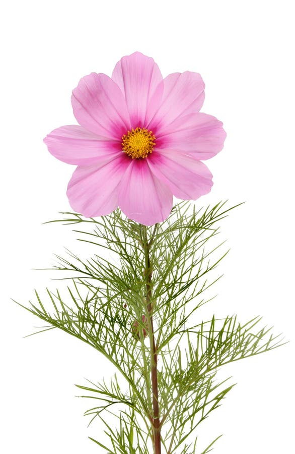 Flor do cosmos foto de stock. Imagem de cosmos, isolado - 34862868