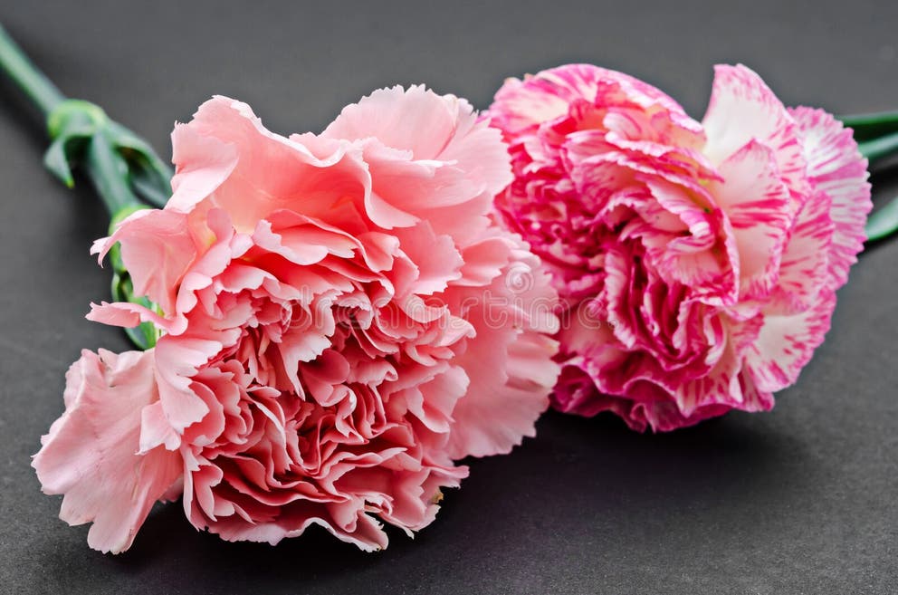 Flor do cravo no preto foto de stock. Imagem de preto - 74033118