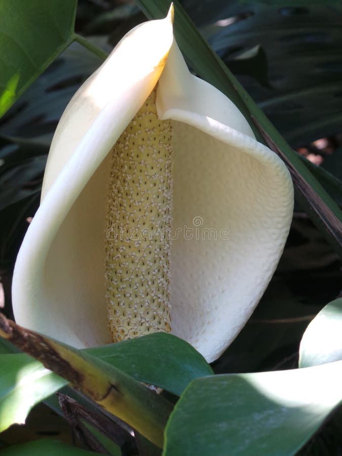 Flor Do Deliciosa De Monstera Imagem de Stock - Imagem de maui, retrato ...