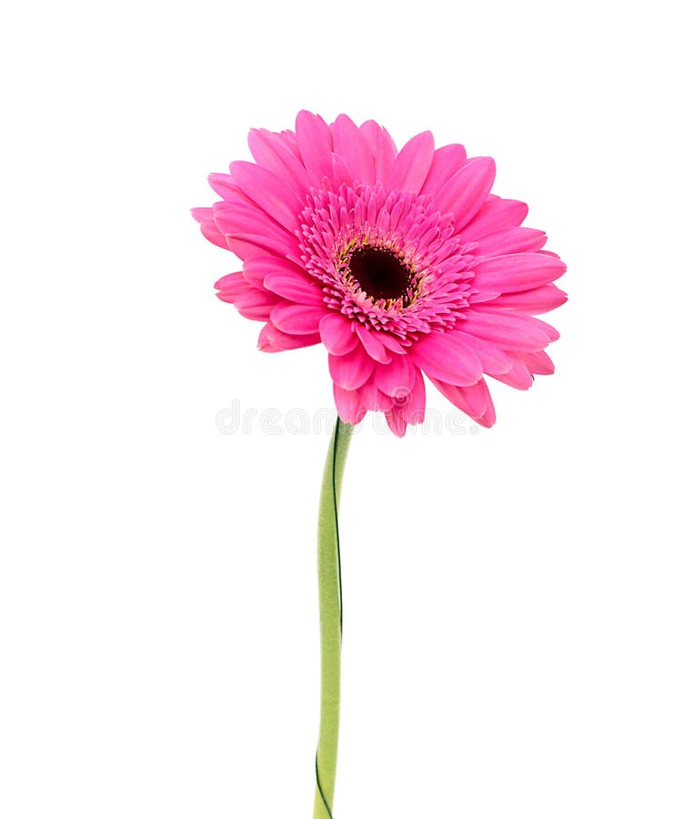 Flor Do Gerbera Isolada No Fundo Branco Imagem de Stock - Imagem de ...