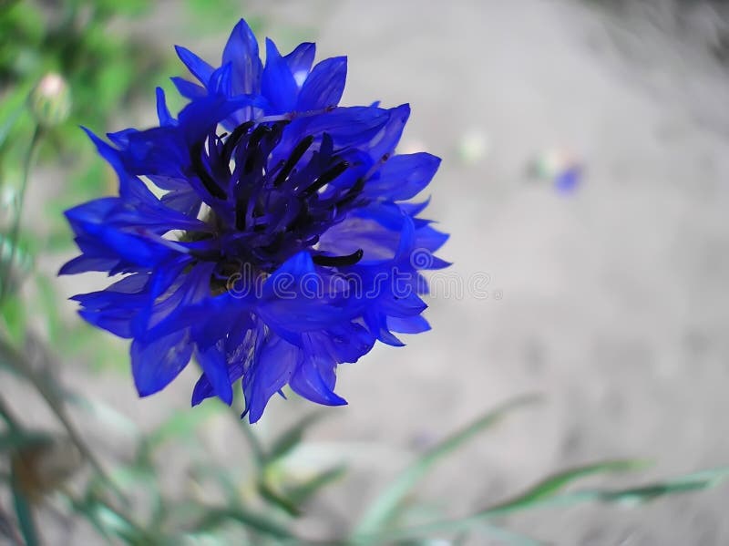 Flor do Indigo foto de stock. Imagem de azul, pequeno - 7621098