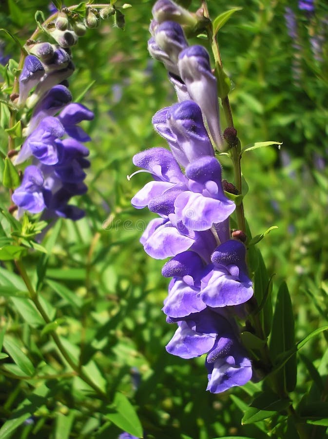 Flor do Indigo imagem de stock. Imagem de azul, pequeno - 7621229