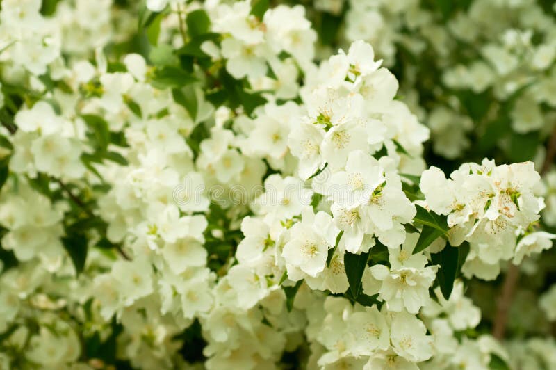 Flor do jasmim foto de stock. Imagem de beleza, botânica - 32726038
