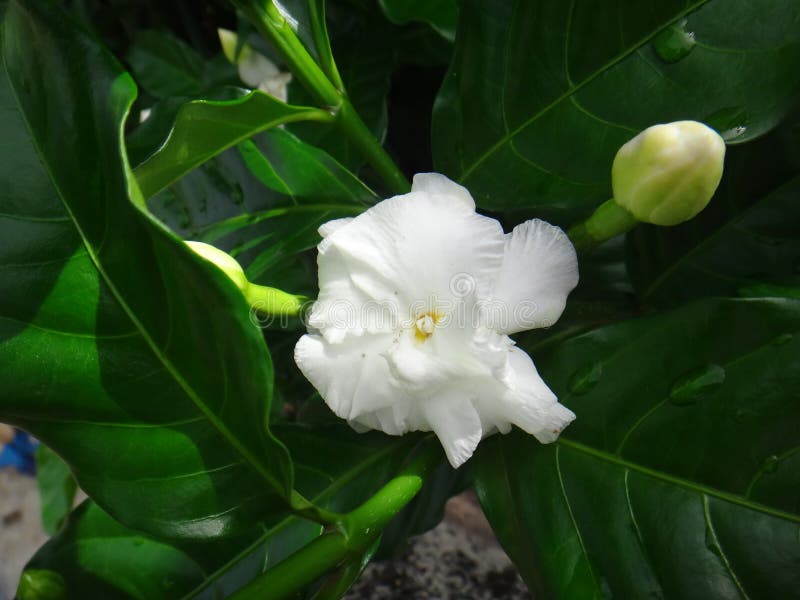 Flor do jasmim comum imagem de stock. Imagem de horticultura - 104125773
