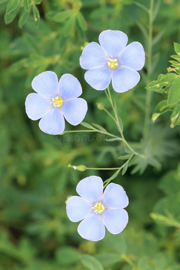 Flor azul do linho foto de stock. Imagem de prado, fibra - 52274552