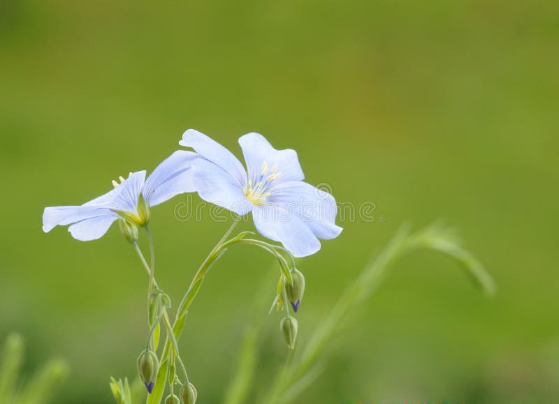 Flor de linho imagem de stock. Imagem de planta, nave - 5874907