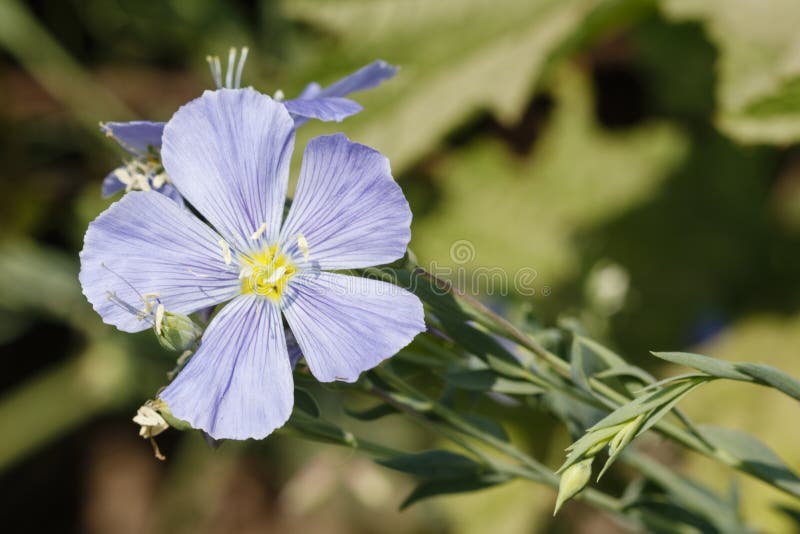 Flor Do Linho Contra O Fundo Borrado Do Wildflower Imagem de Stock ...