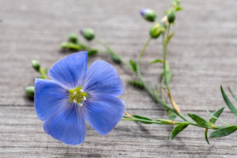 Flor do linho foto de stock. Imagem de verde, flor, branco - 12056080