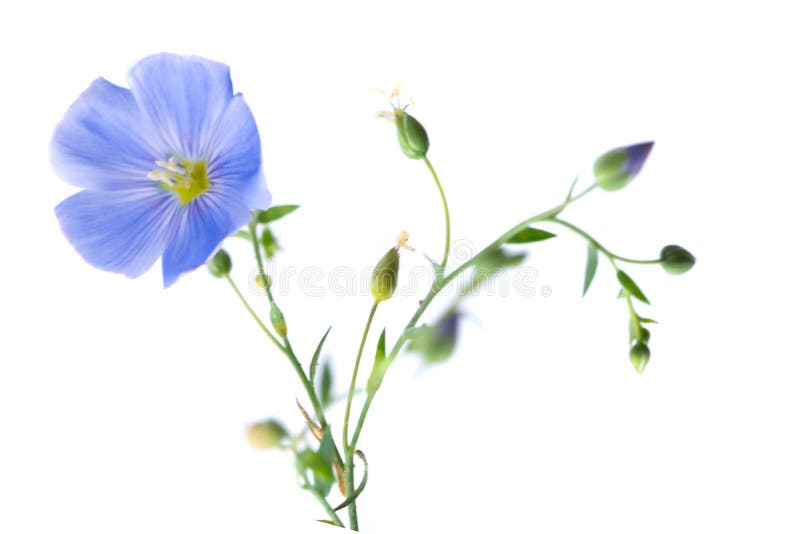 Flor De Linho Vermelha Isolada Imagem de Stock - Imagem de vermelho ...