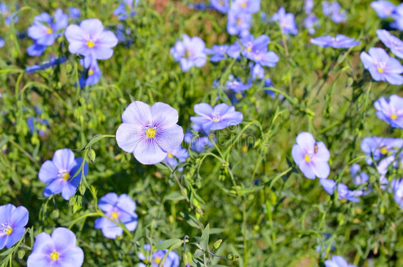 Flor De Linho Vermelha Isolada Imagem de Stock - Imagem de vermelho ...