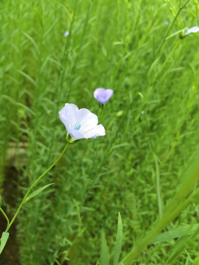 Flor comum do linho foto de stock. Imagem de nave, flax - 3313896