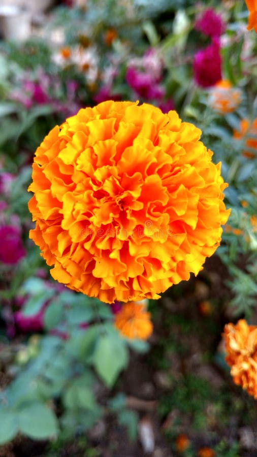 Flor do Marigold imagem de stock. Imagem de planta, imagem - 97413717